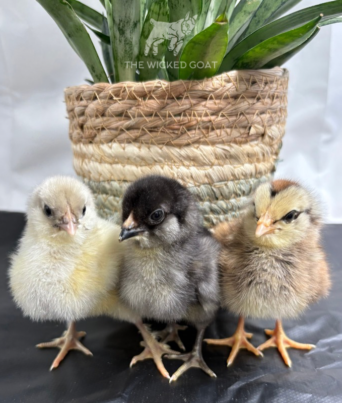 Shop Available Now Chicks – The Wicked Goat