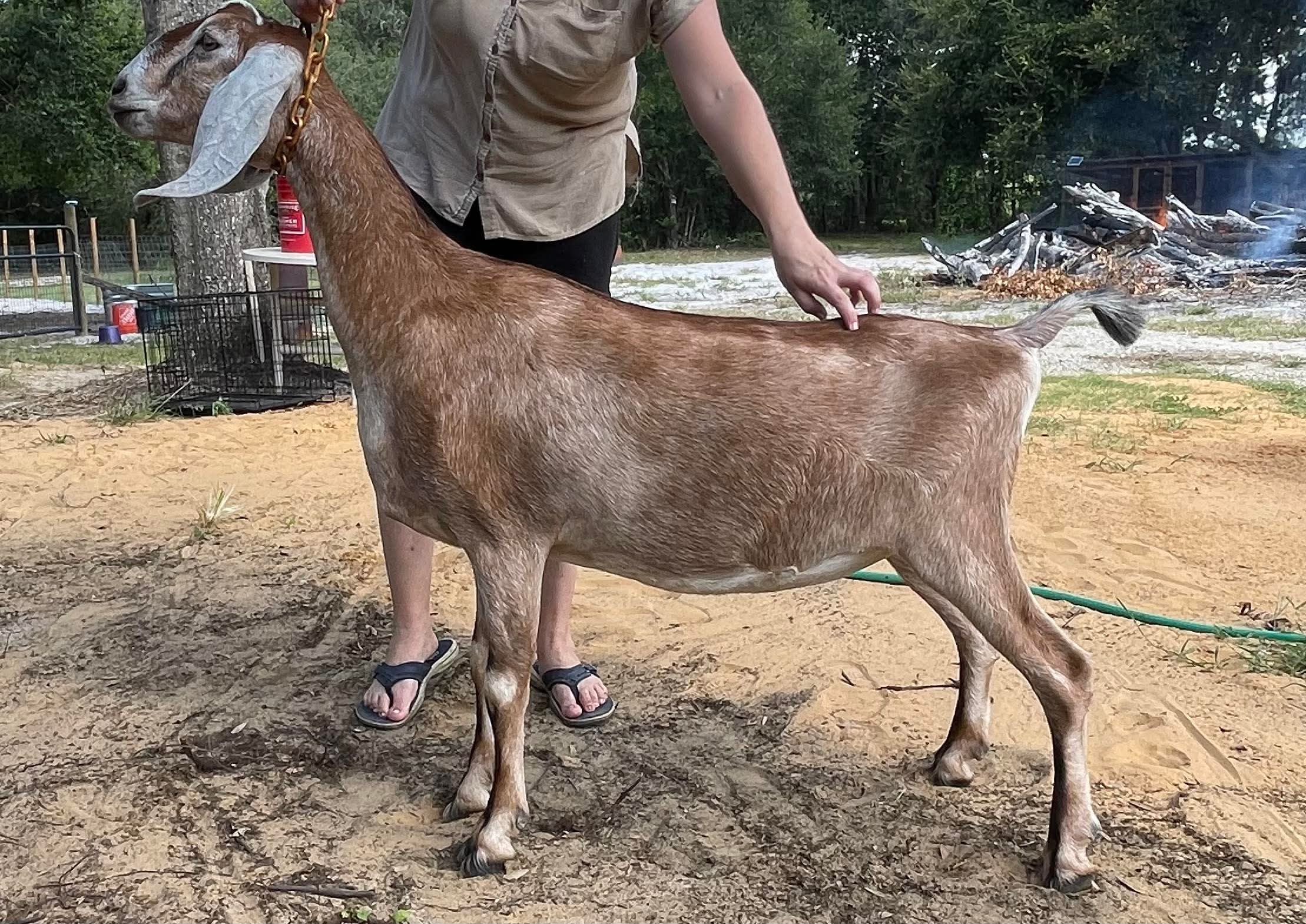 Doe Lake ROU Fizzing Whizzbee – The Wicked Goat