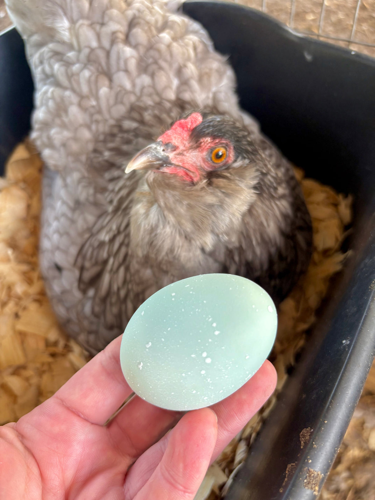 Wicked Polka Dots Chick – The Wicked Goat