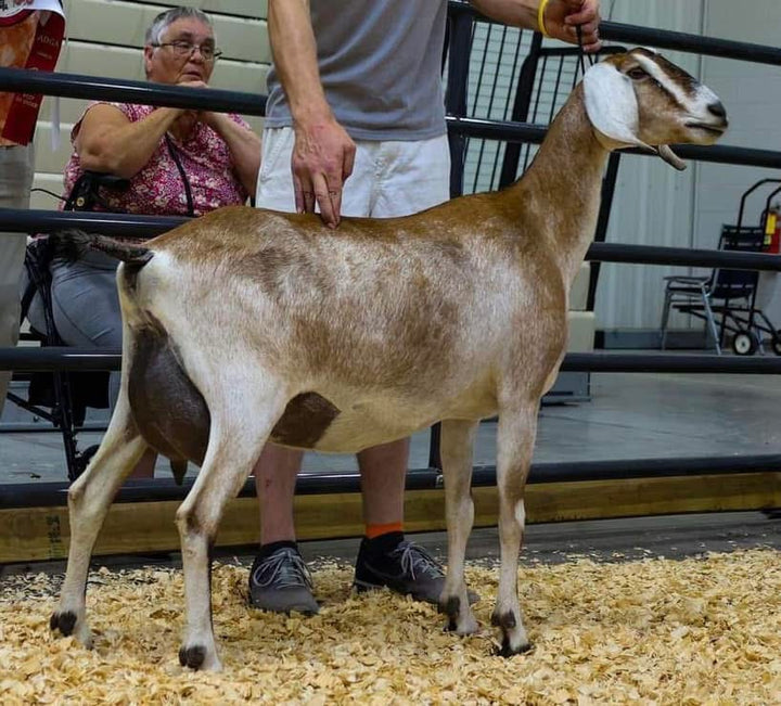 Nubian Goats – The Wicked Goat