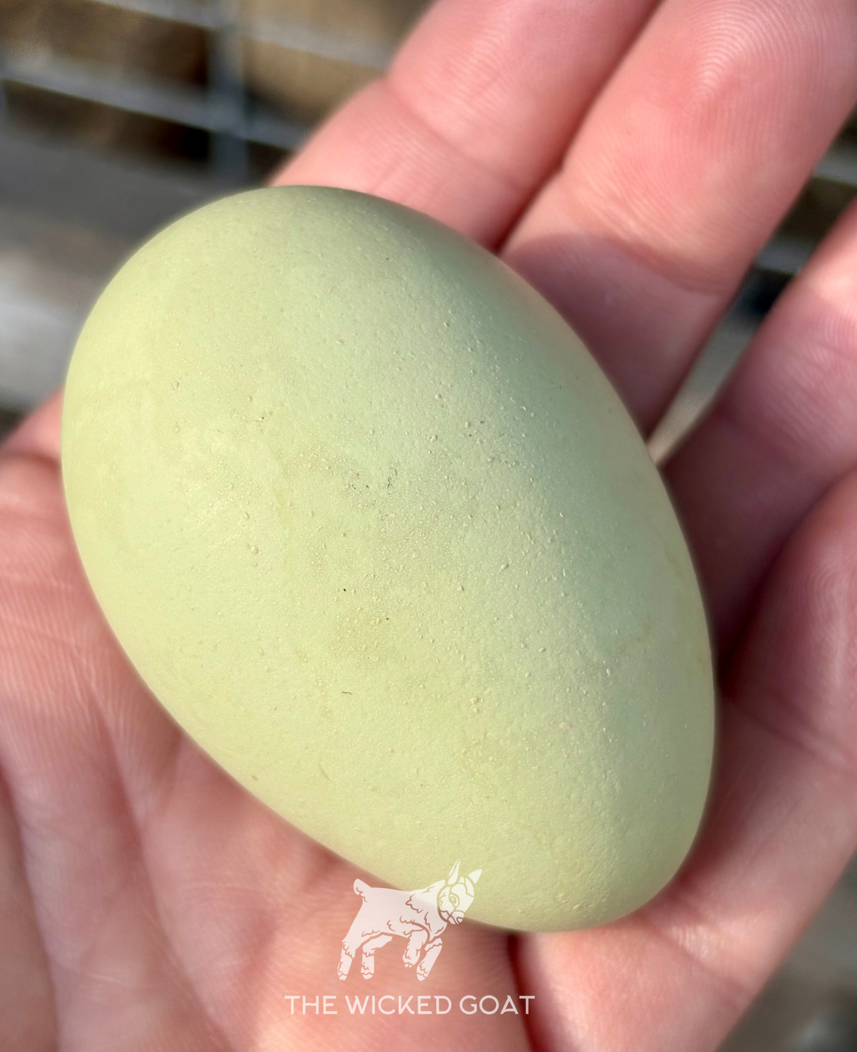 F1 Olive Egger Chick – The Wicked Goat