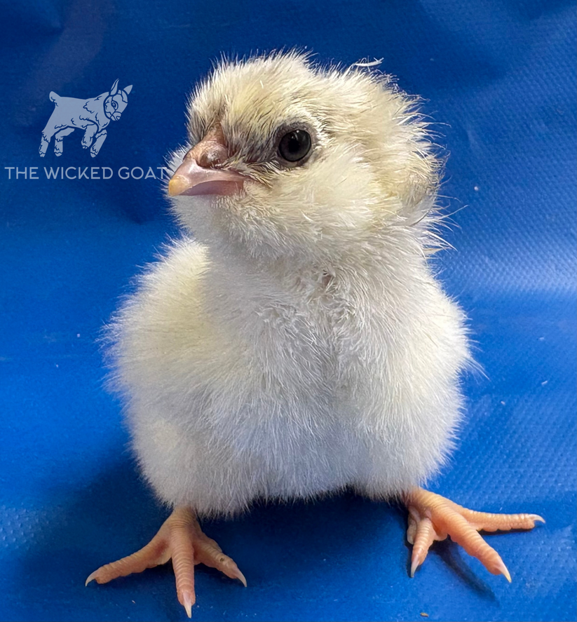 Splash Amerucana Chick – The Wicked Goat